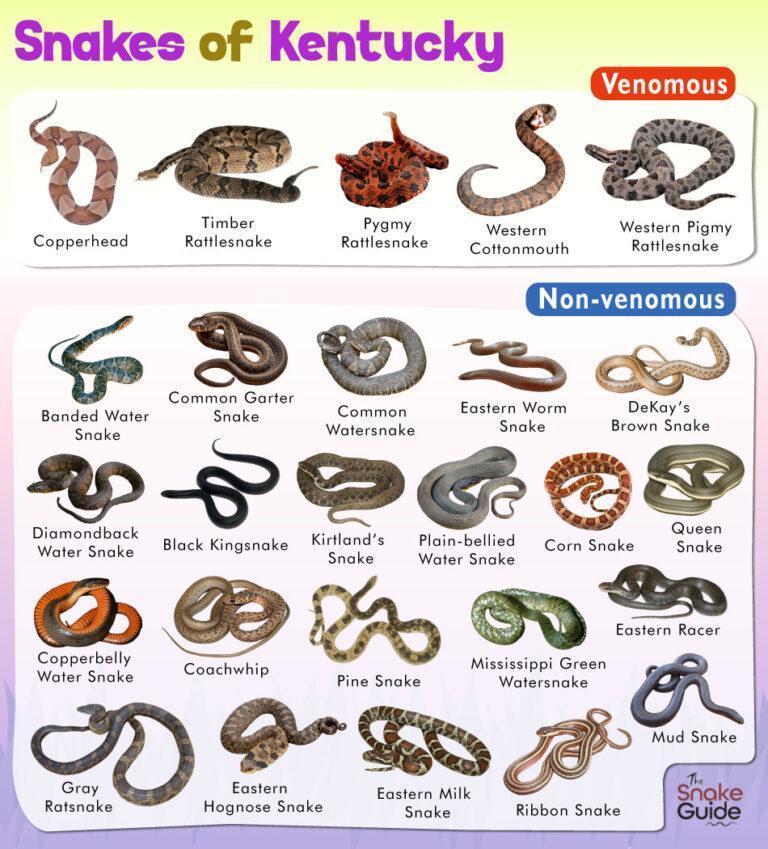 List of Common Venomous and Non-venomous Snakes in Kentucky with Pictures
