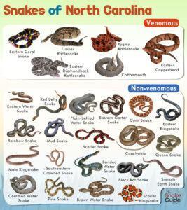 List of Common Venomous and Non-venomous Snakes in North Carolina with ...