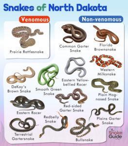 List of Common Venomous and Non-venomous Snakes in North Dakota with ...