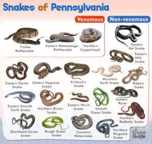 List of Common Venomous and Non-venomous Snakes in Pennsylvania with ...
