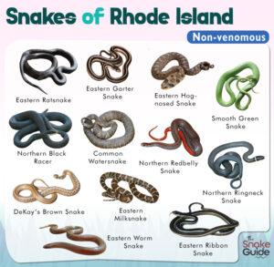 List of Common Venomous and Non-venomous Snakes in Rhode Island with ...