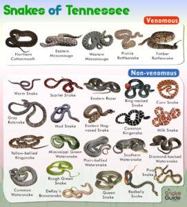 List of Common Venomous and Non-venomous Snakes in Tennessee with Pictures