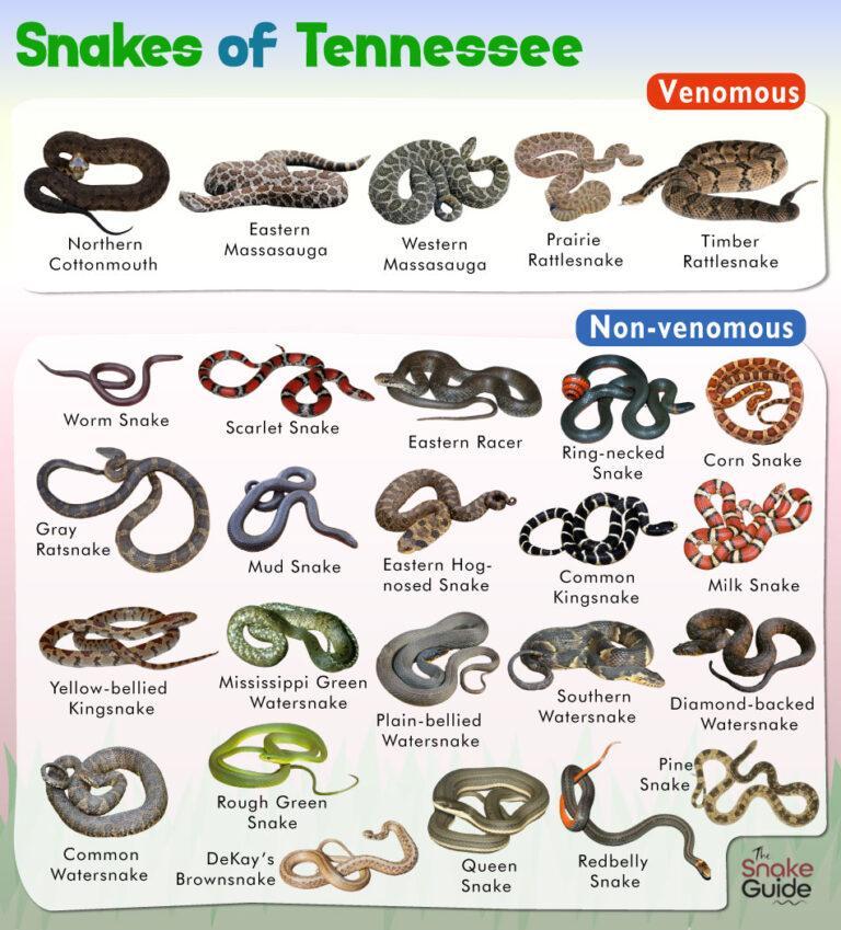 List of Common Venomous and Non-venomous Snakes in Tennessee with Pictures