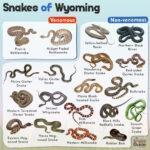 List of Common Venomous and Non-venomous Snakes in Wyoming with Pictures