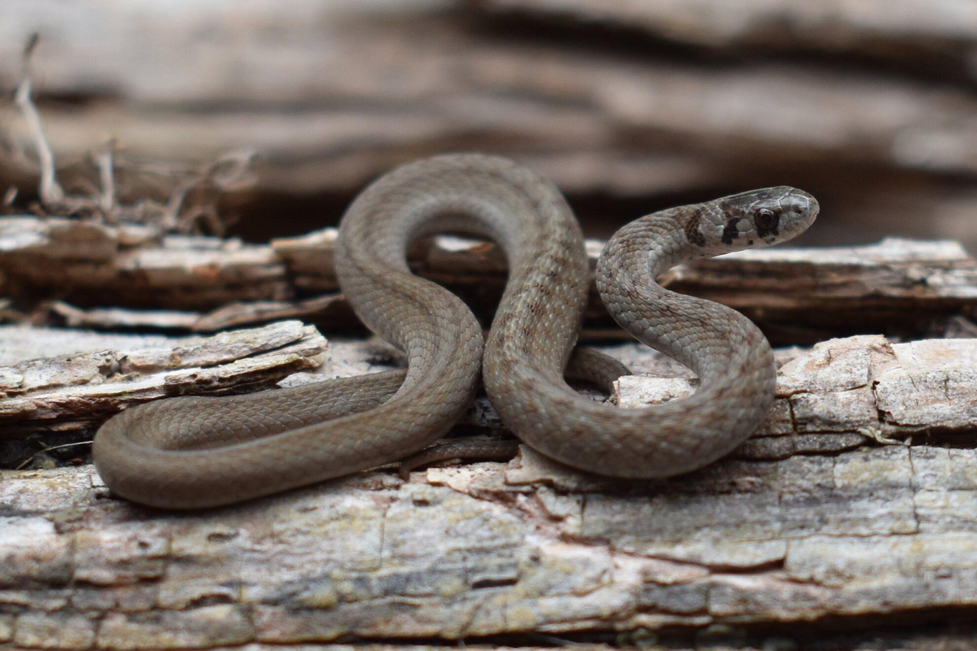 DeKay's Brown Snake Facts, Description, Diet, and Pictures