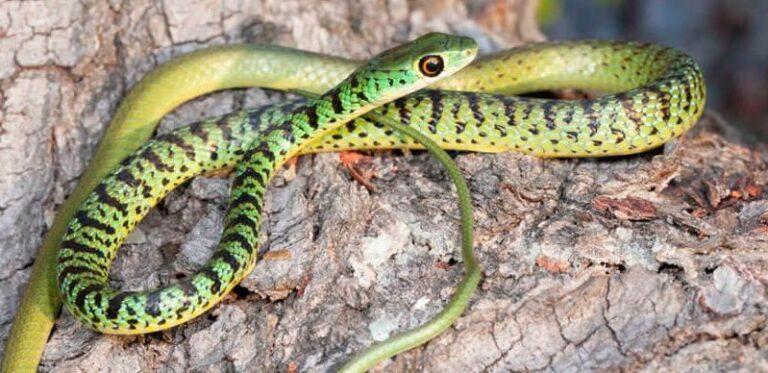 Spotted Bush Snake Facts, Description, Diet, and Pictures