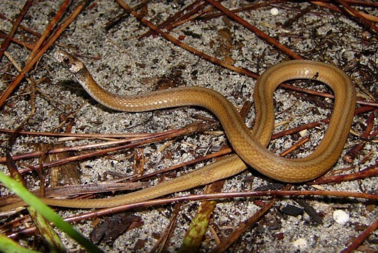 Florida Brown Snake Facts, Description, Diet, and Pictures