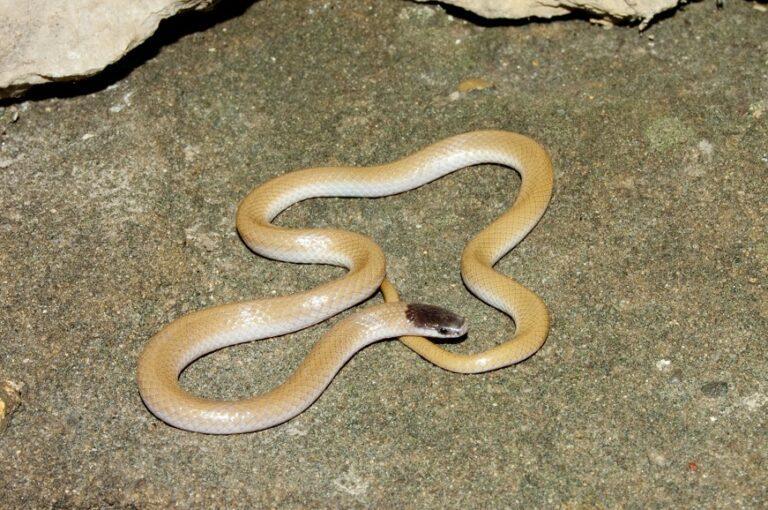 Flat-headed Snake Facts, Description, Diet, and Pictures