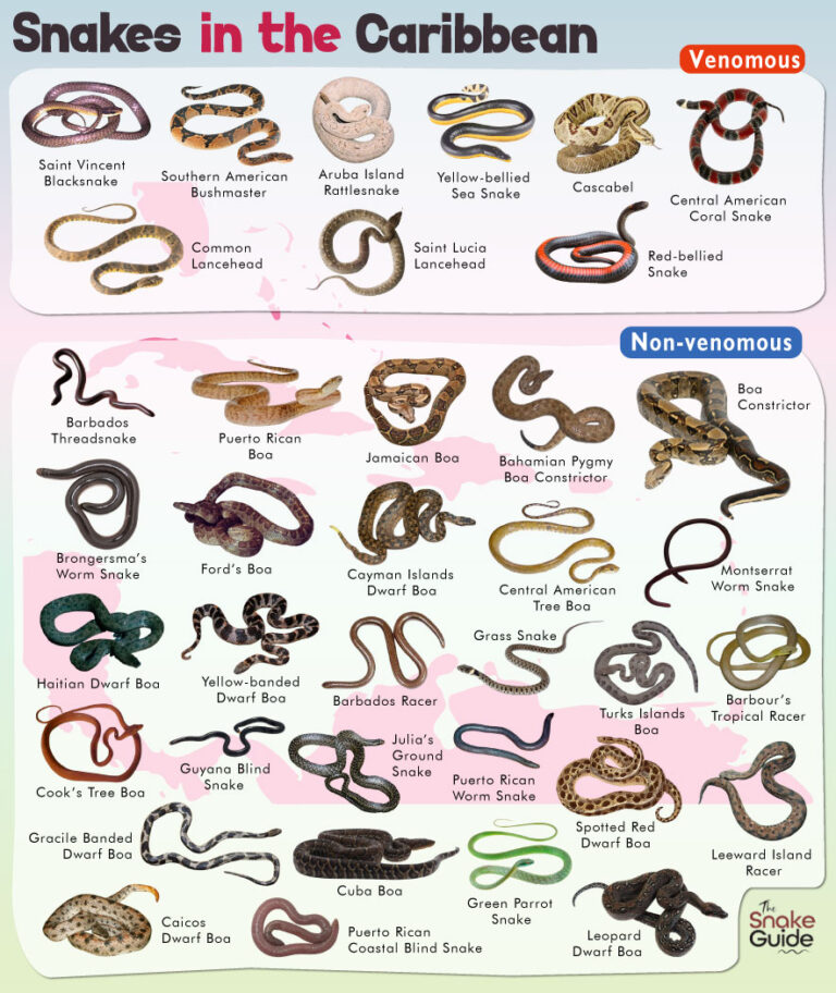 List of Common Venomous and Non-venomous Snakes in Caribbean with Pictures