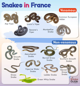 List of Common Venomous and Non-venomous Snakes in France with Pictures