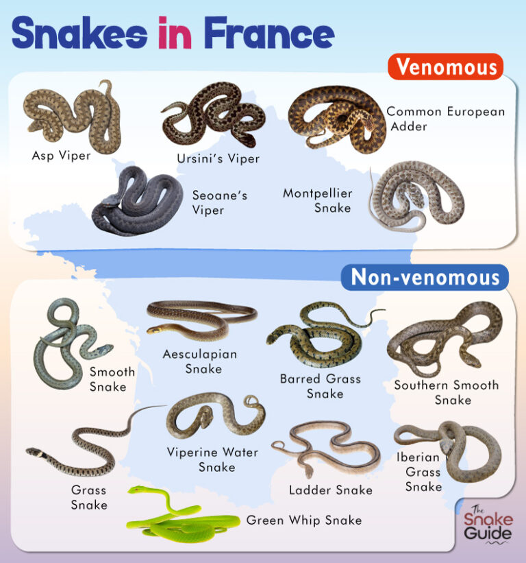 List of Common Venomous and Non-venomous Snakes in France with Pictures