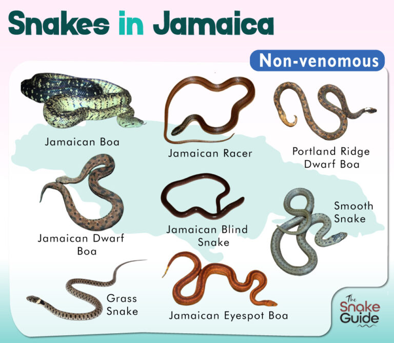 List of Common Venomous and Non-venomous Snakes in Jamaica with Pictures