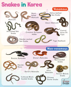 List of Common Venomous and Non-venomous Snakes in Korea with Pictures