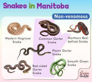 List of Common Venomous and Non-venomous Snakes in Manitoba with Pictures