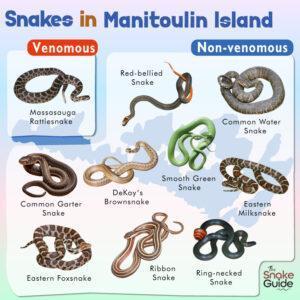 List of Common Venomous and Non-venomous Snakes in Manitoulin Island ...