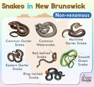 List of Common Venomous and Non-venomous Snakes in New Brunswick with ...