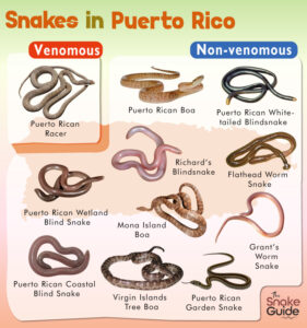 List of Common Venomous and Non-venomous Snakes in Jamaica with Pictures