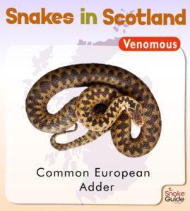 Snakes in Scotland with Pictures