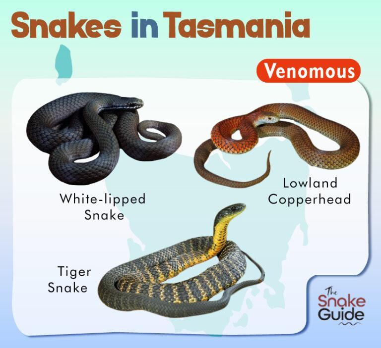 List of Snakes in Tasmania with Pictures