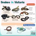List of Common Venomous and Non-venomous Snakes in Victoria List with ...