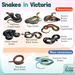 List of Common Venomous and Non-venomous Snakes in Victoria List with ...
