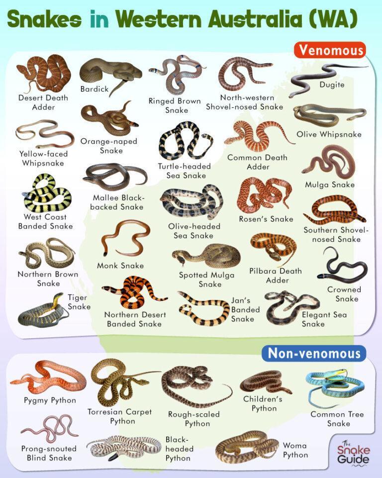 List of Common Venomous and Non-venomous Snakes in Western Australia ...