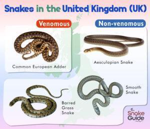 List of Common Venomous and Non-venomous Snakes in the UK with Pictures