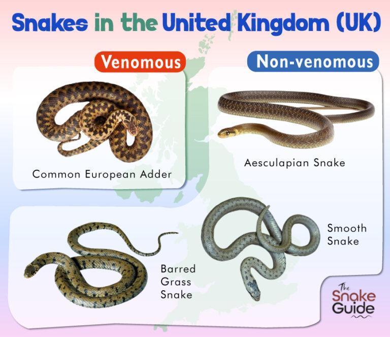 List of Common Venomous and Non-venomous Snakes in the UK with Pictures