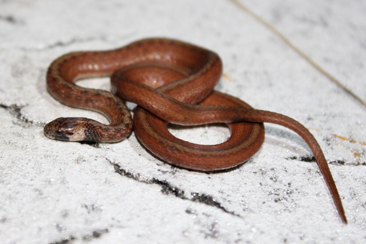 Florida Brown Snake Facts, Description, Diet, and Pictures