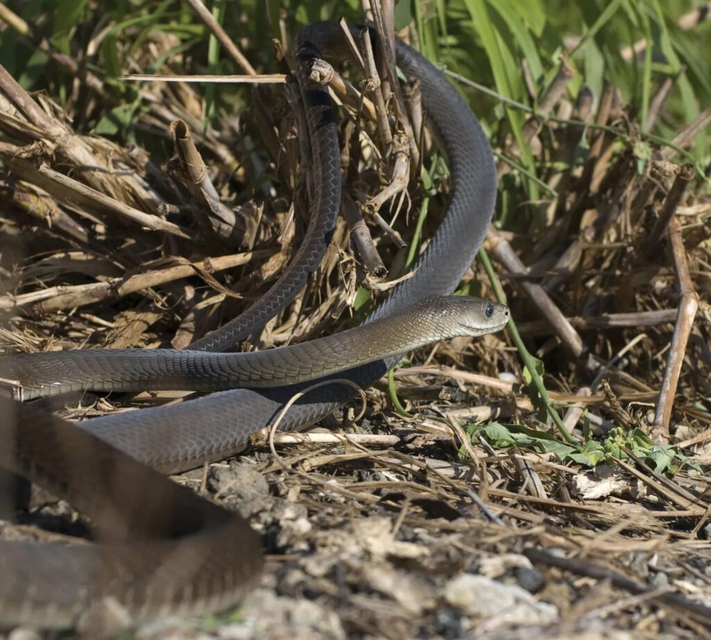 Black Mamba Snake Facts, Description, Habitat, Diet, and Pictures