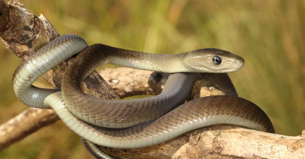 Black Mamba Snake Facts, Description, Habitat, Diet, and Pictures