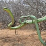 Boomslang Snake Facts, Description, Diet, and Pictures