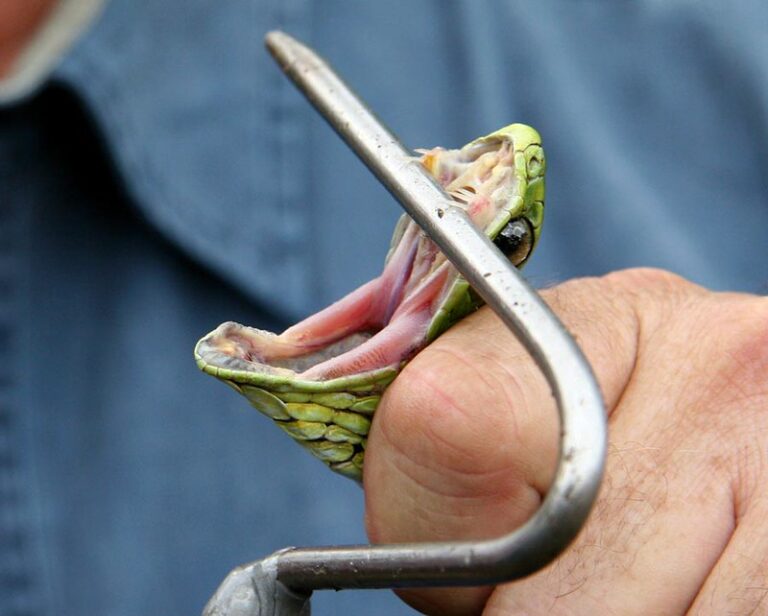 Boomslang Snake Facts, Description, Diet, and Pictures