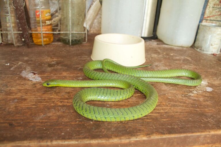 Boomslang Snake Facts, Description, Diet, and Pictures
