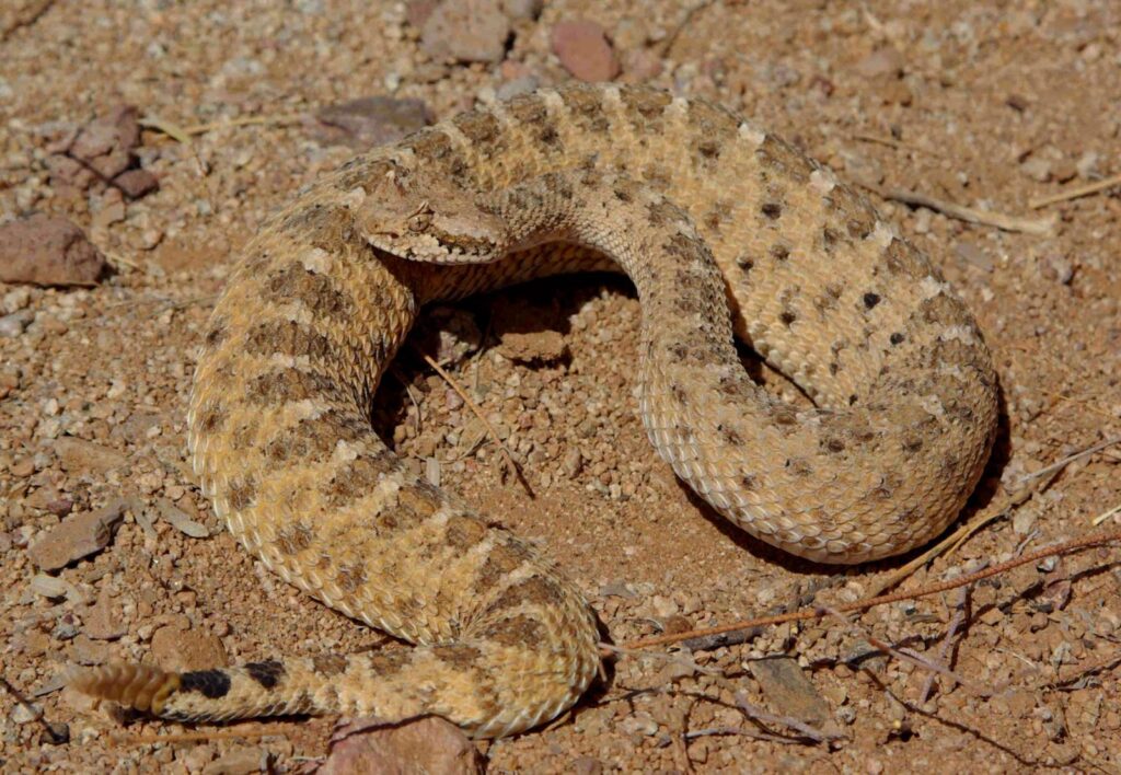 Sidewinder Snake Facts, Description, Diet, and Pictures