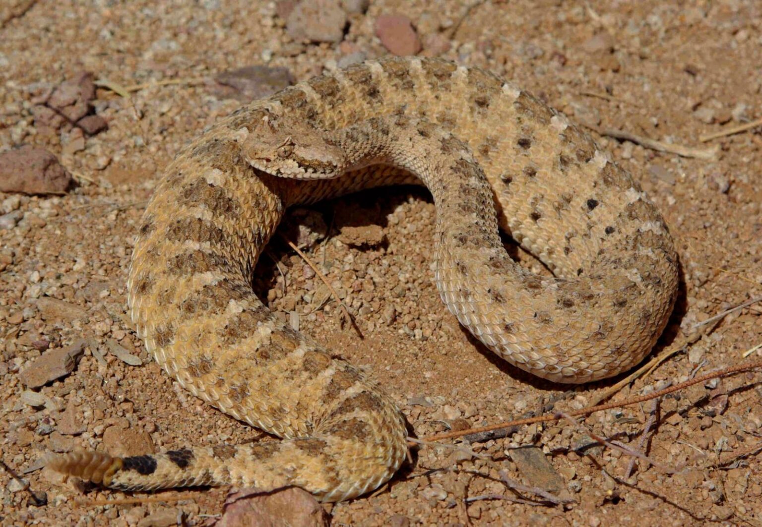 Sidewinder Snake Facts, Description, Diet, and Pictures