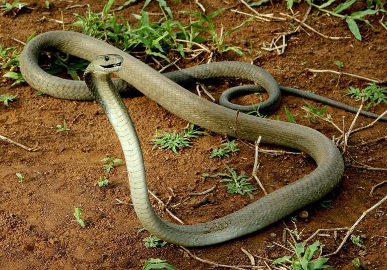 Black Mamba Snake Facts, Description, Habitat, Diet, and Pictures