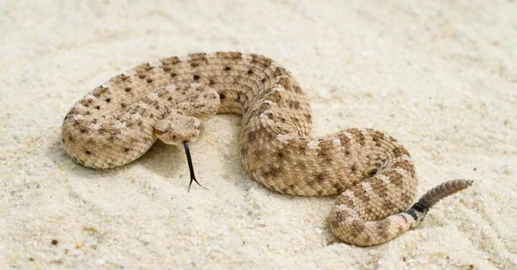 Sidewinder Snake Facts, Description, Diet, and Pictures