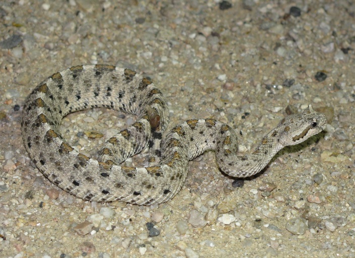 Sidewinder Snake Facts, Description, Diet, and Pictures