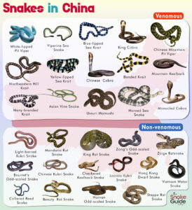 List of Common Venomous and Non-venomous Snakes in China with Pictures