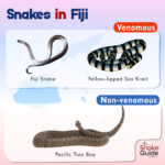 List of Common Venomous and Non-venomous Snakes in Fiji with Pictures