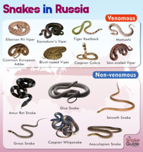 List of Common Venomous and Non-venomous Snakes in Russia with Pictures