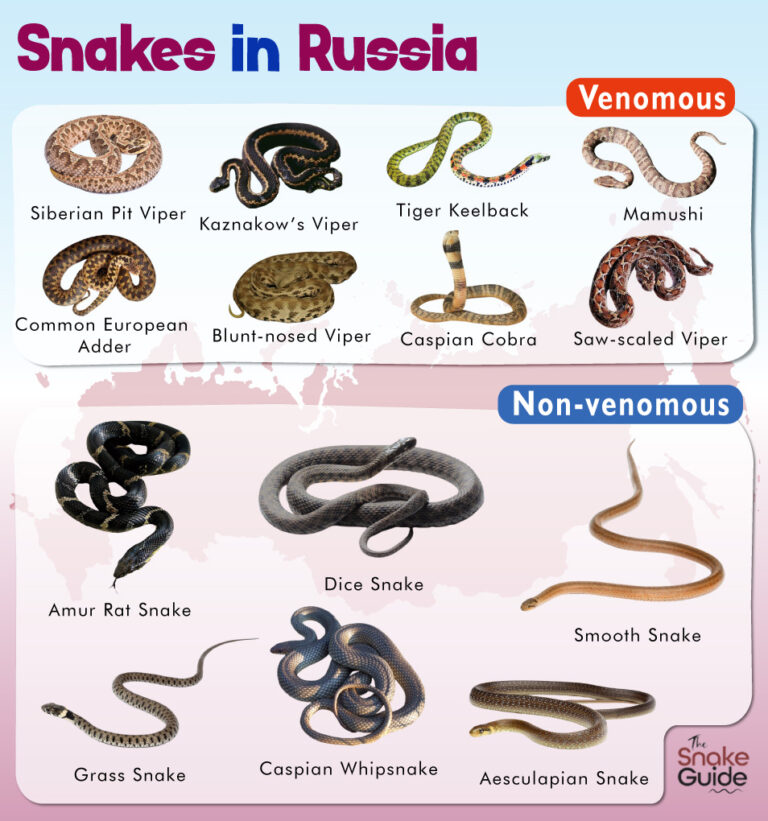 List of Common Venomous and Non-venomous Snakes in Russia with Pictures