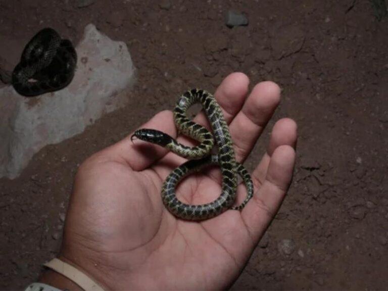Desert Kingsnake Facts, Description, Diet, and Pictures
