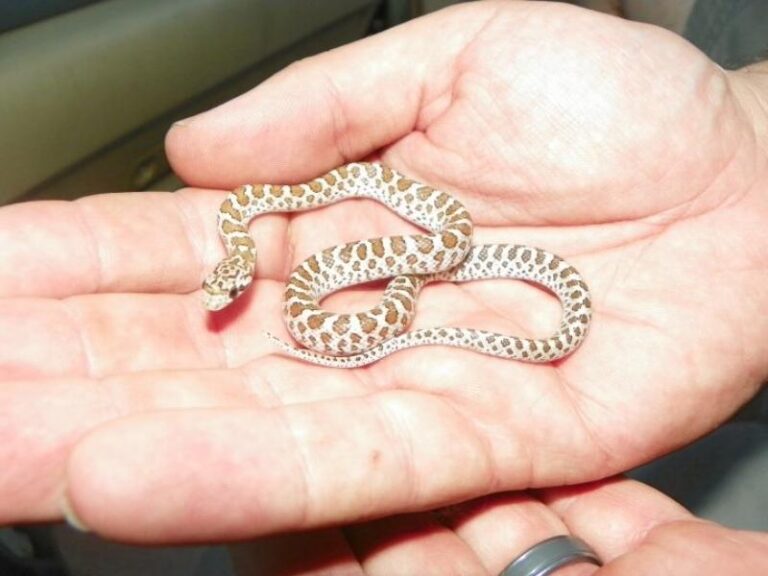 Glossy Snake Facts, Description, Diet, and Pictures