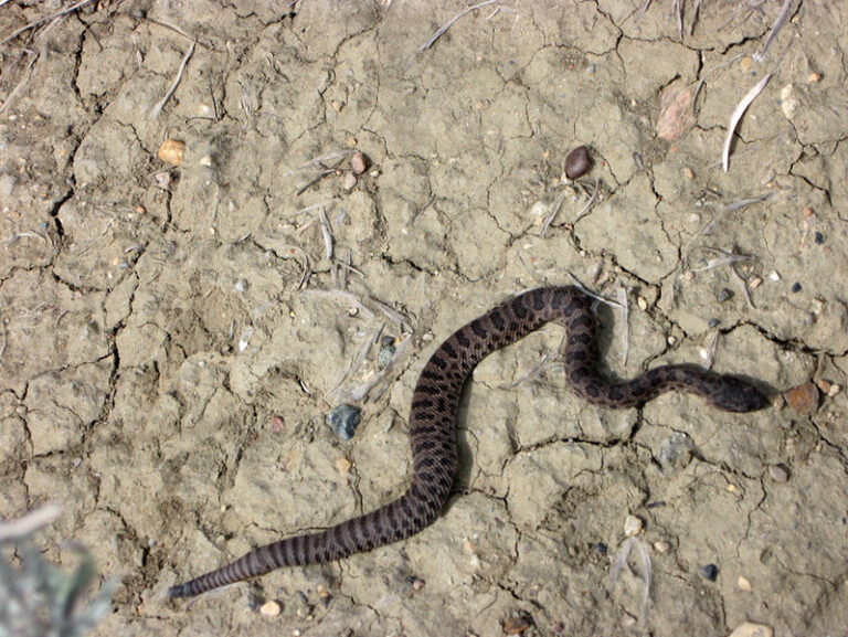Prairie Rattlesnake Facts, Description, Diet, and Pictures