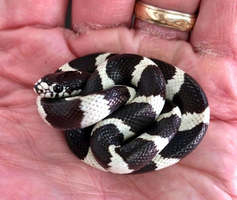 California Kingsnake Facts, Description, Diet, and Pictures