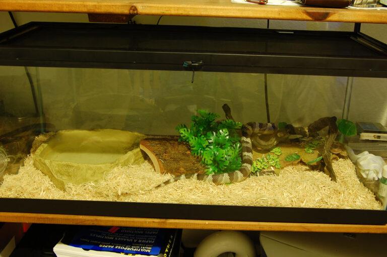 California Kingsnake Facts, Description, Diet, and Pictures