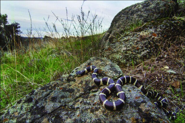 California Kingsnake Facts, Description, Diet, and Pictures