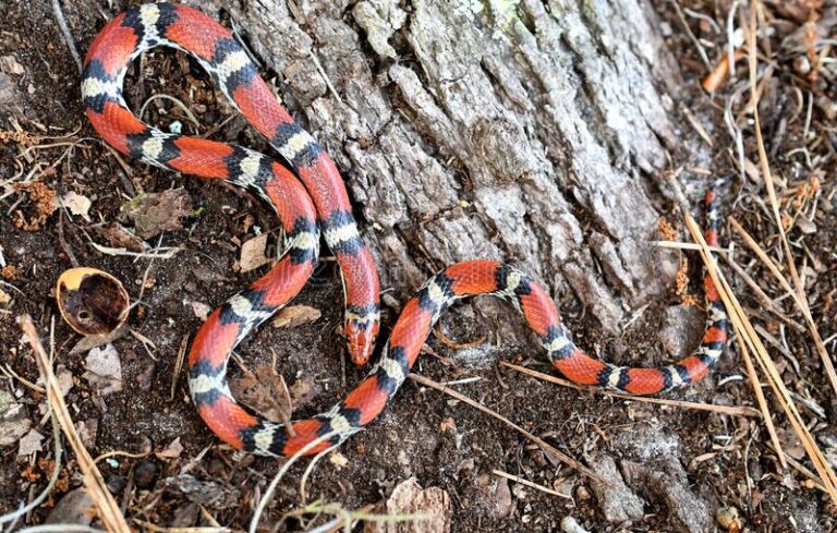 Scarlet Snake Facts, Description, Diet, and Pictures
